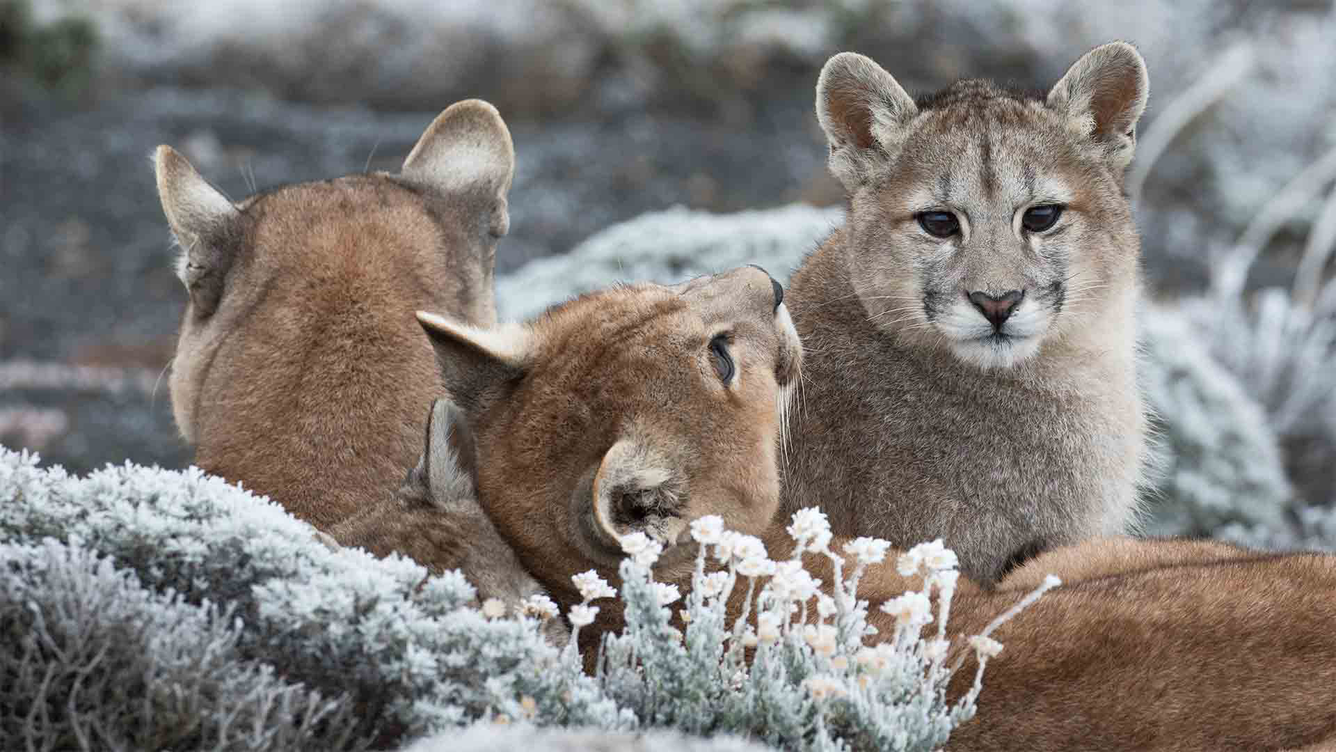 Pumas: Legends of the Ice Mountains | Festival Santiago Wild