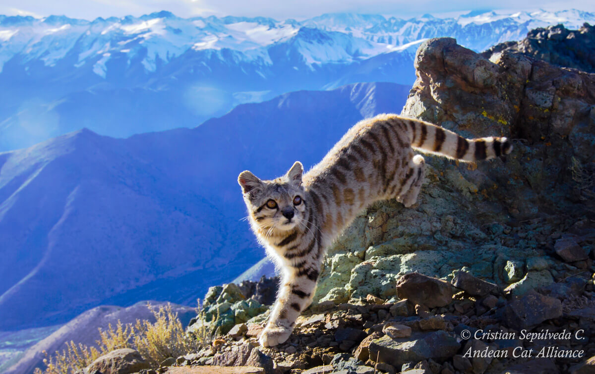 Seeking the Andean Cat | Festival Santiago Wild